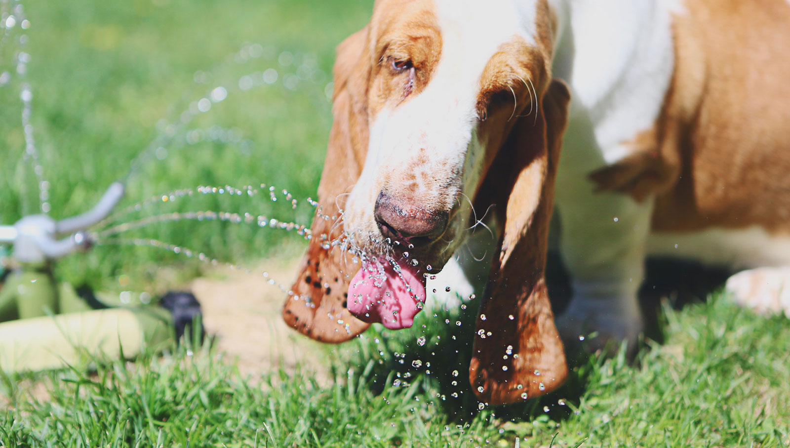 Scientists explain why dogs are such sloppy drinkers | AOL Features