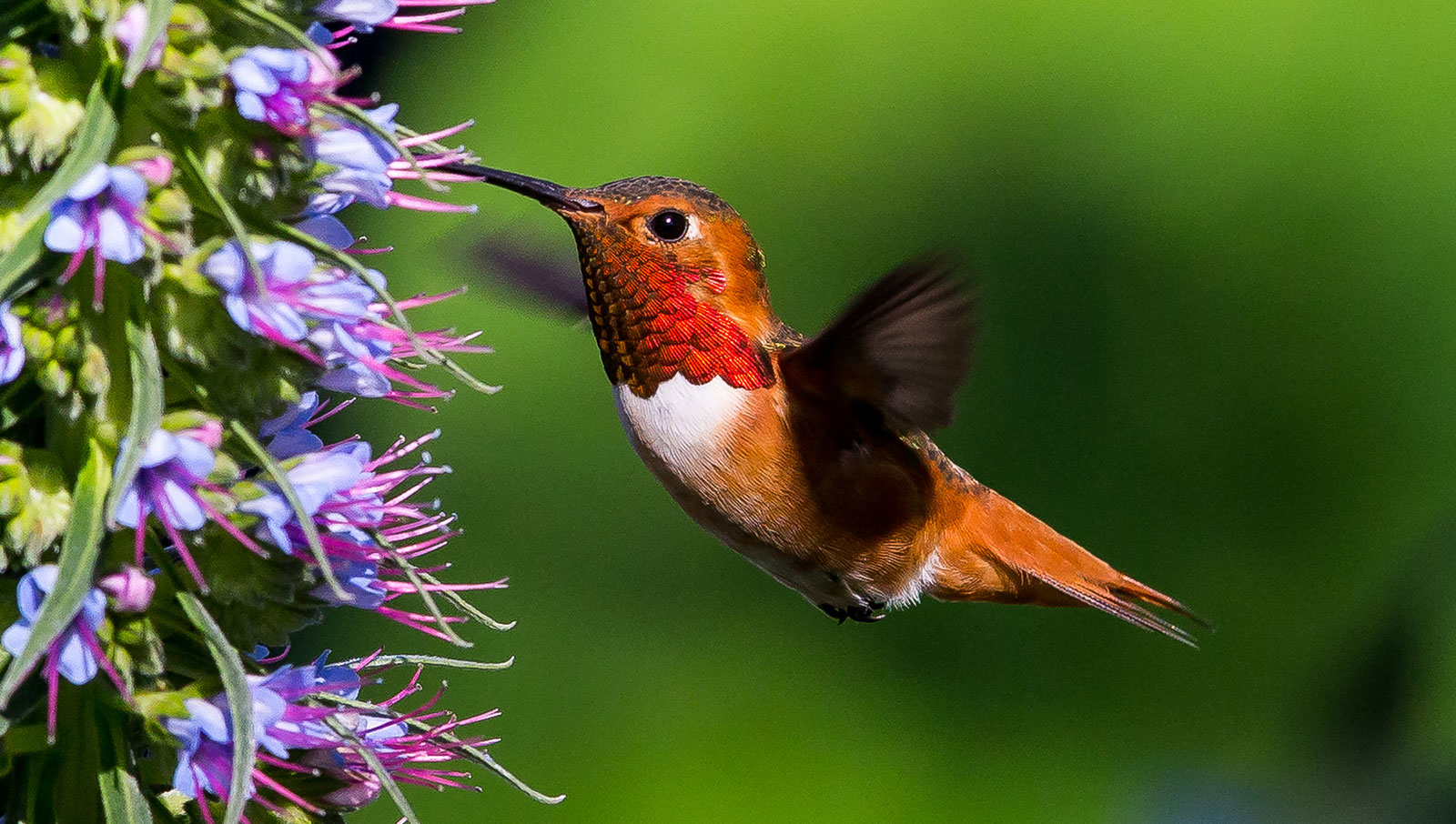 How Hummingbirds Hover in Mid-Air - Animals World