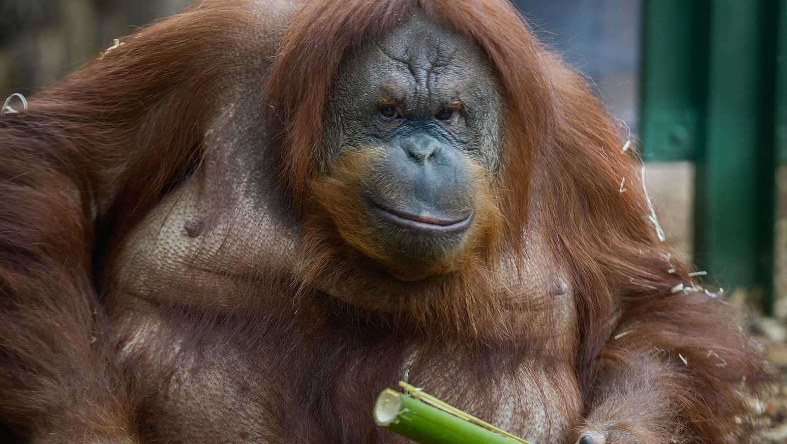 Orangutan learned to vocalize like humans | AOL Features
