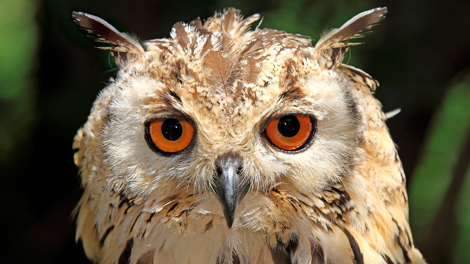 Owl stuns homeowners with surprise visit | AOL Features