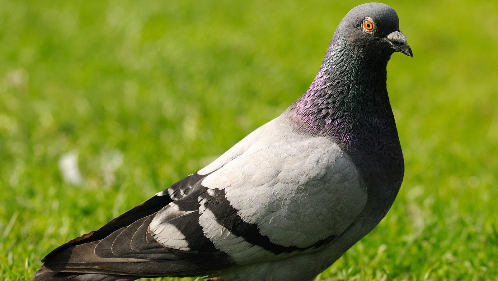 Crazed pigeon stalks people in parking garage | AOL Features